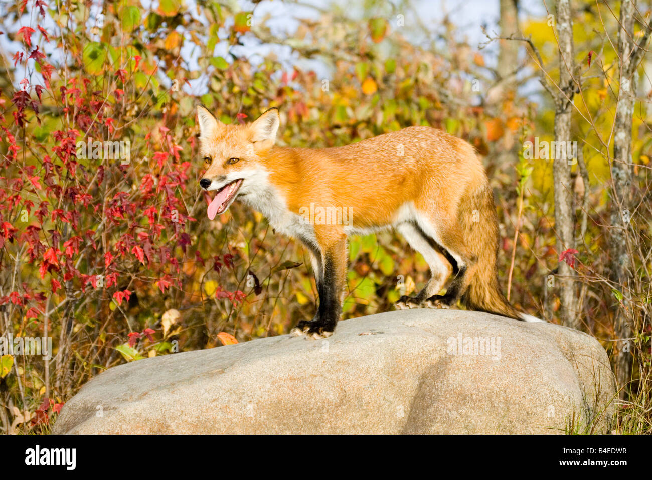 Red Fox Vulpes fulva Sandstone Pine County Minnesota United States 29 ...