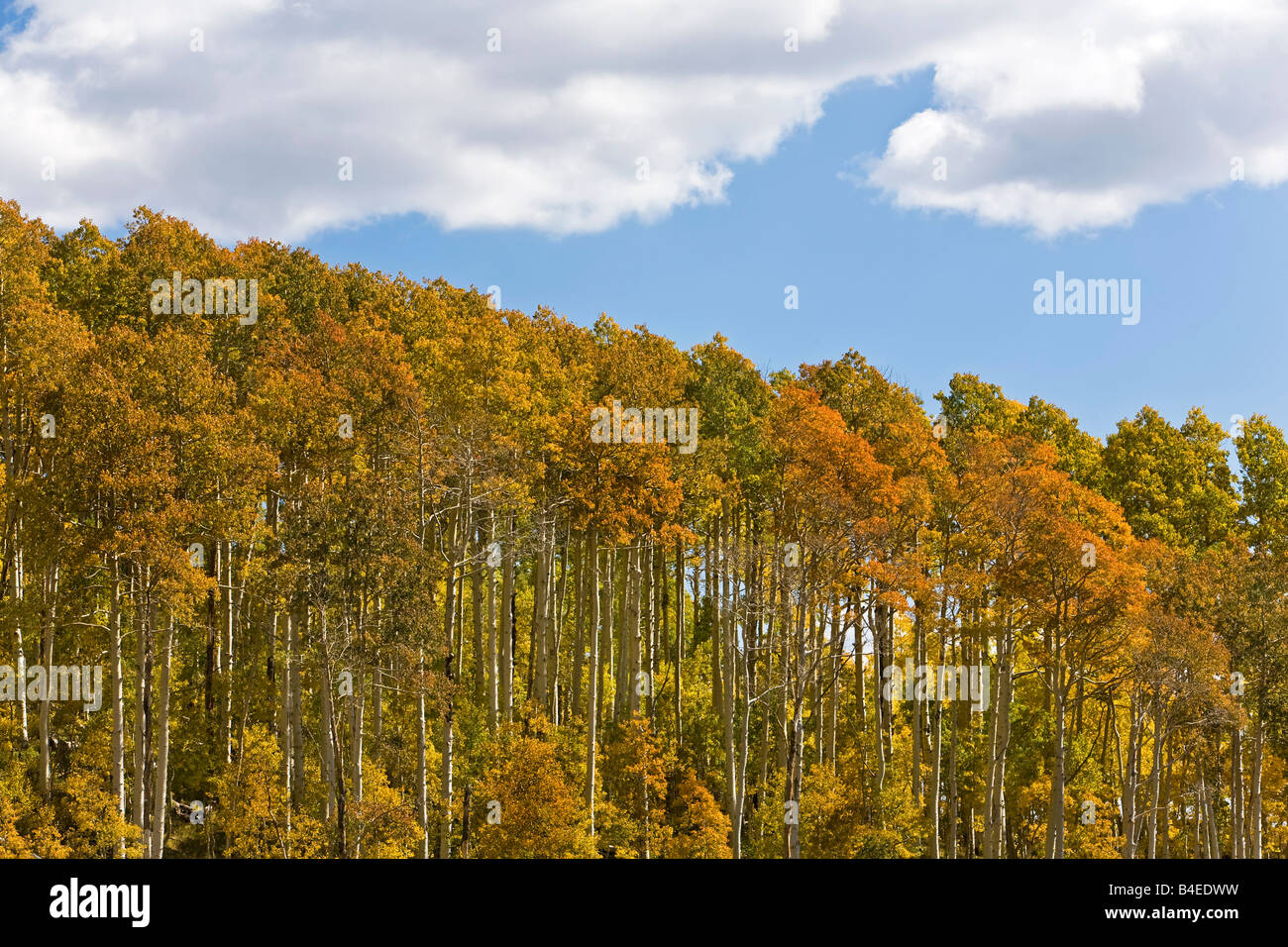 Quaken Aspen Trees Autumn sky Wasatch Mountains in Utah Stock Photo - Alamy