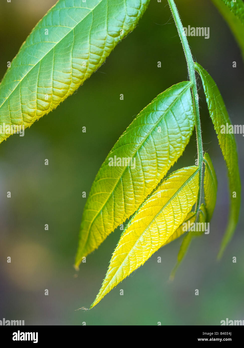 Close up of a Black Walnut (Juglans Nigra) tree leaf in late day sun ...