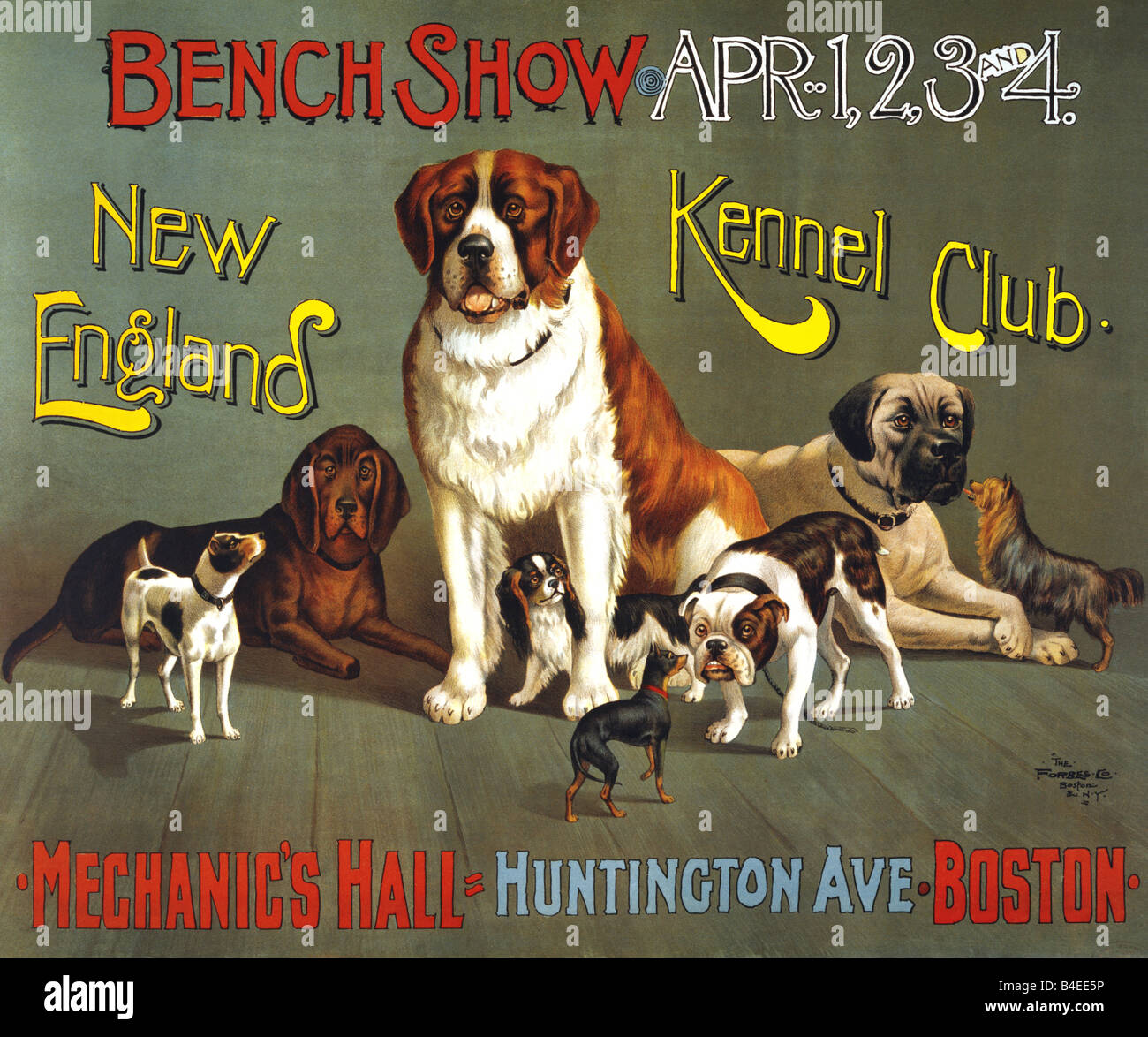 Bench show. New England Kennel Club Stock Photo - Alamy