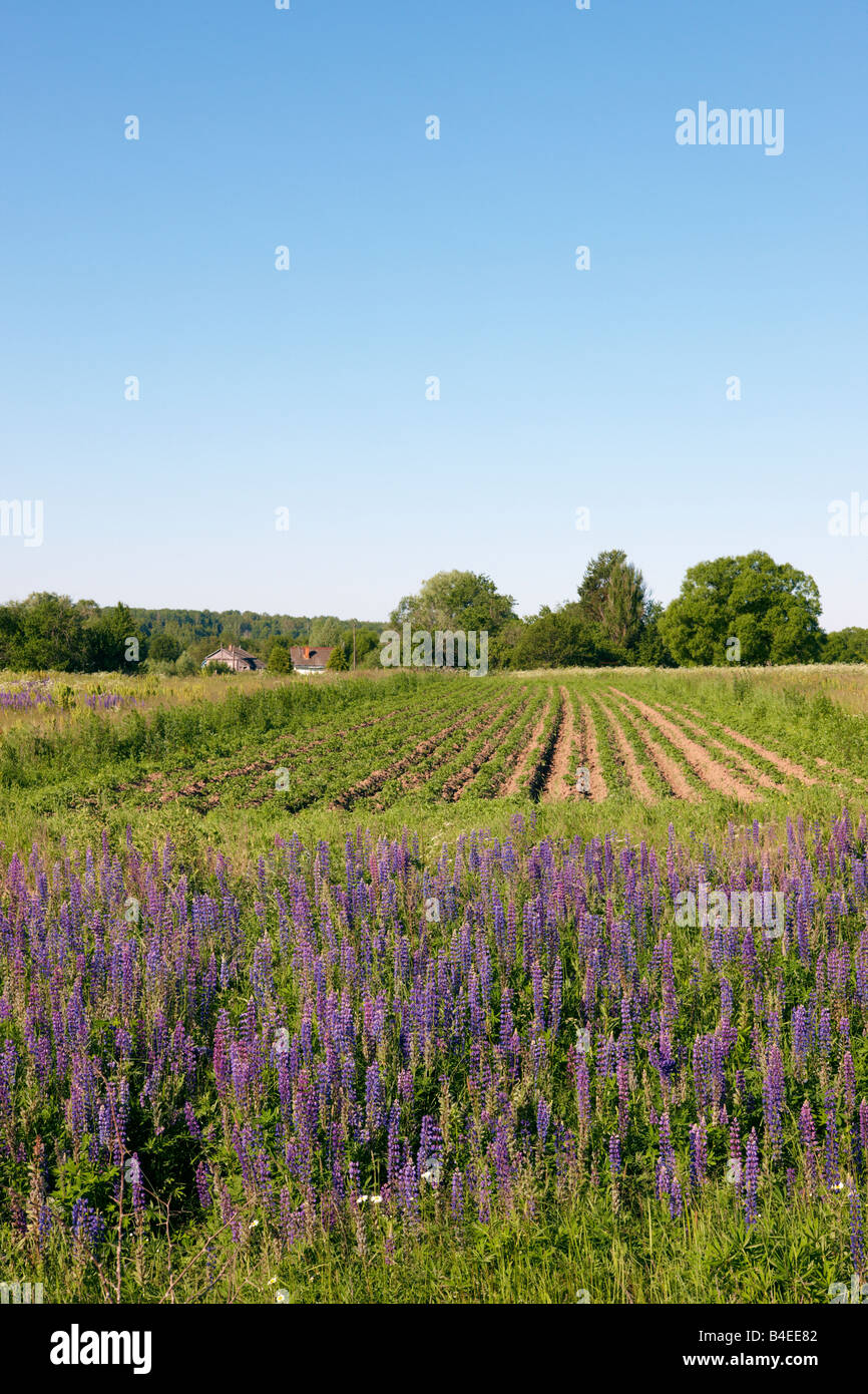 Rural landscape region kaluga hi-res stock photography and images - Alamy