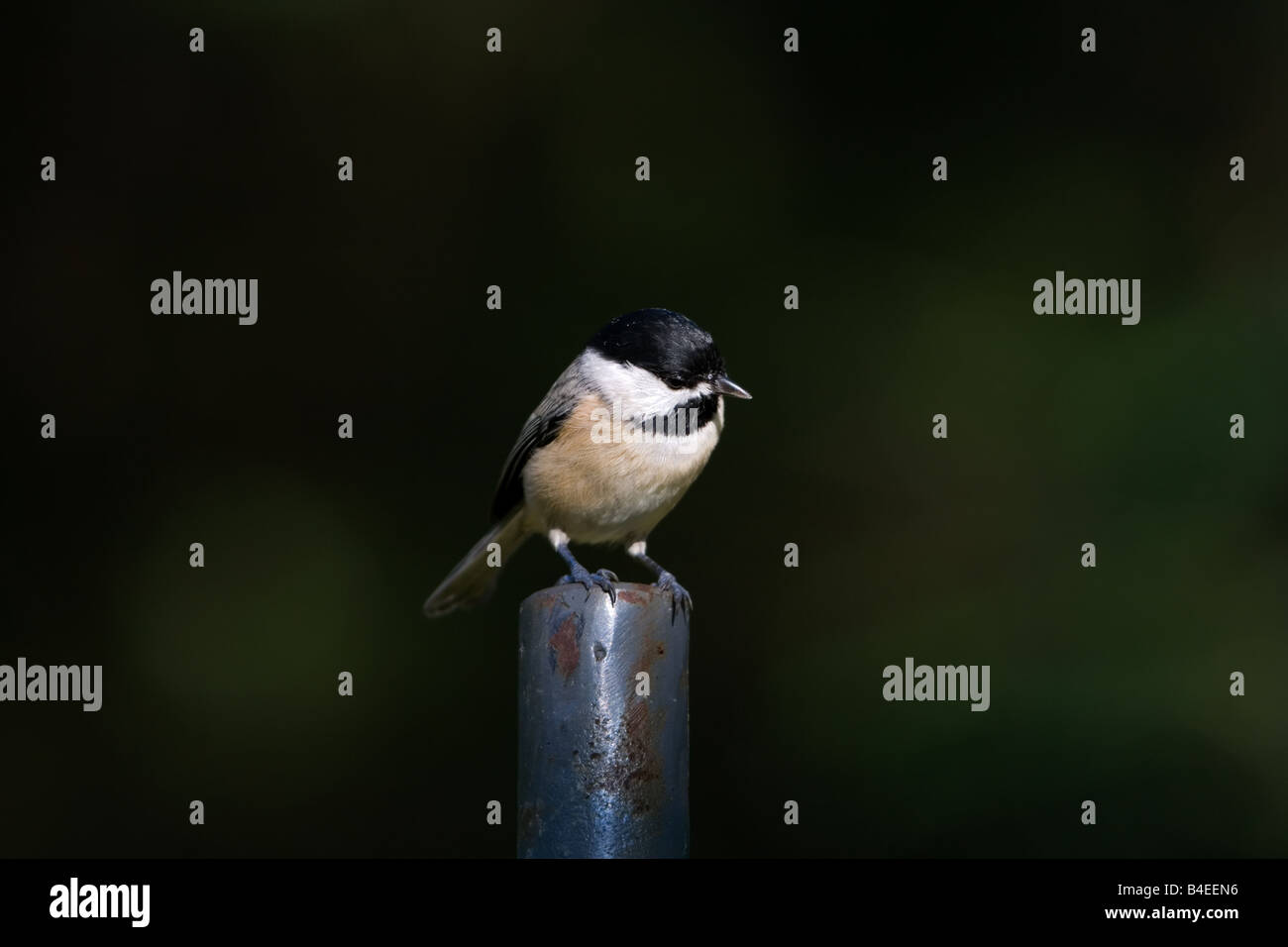 Poecile carolinensis hi-res stock photography and images - Alamy