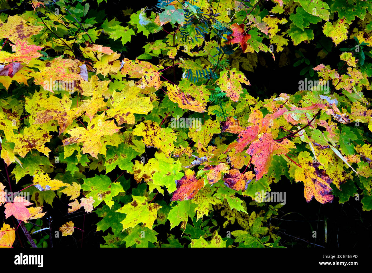 Maple Branch, Algonquin Park in Fall Ontario Canada Stock Photo - Alamy