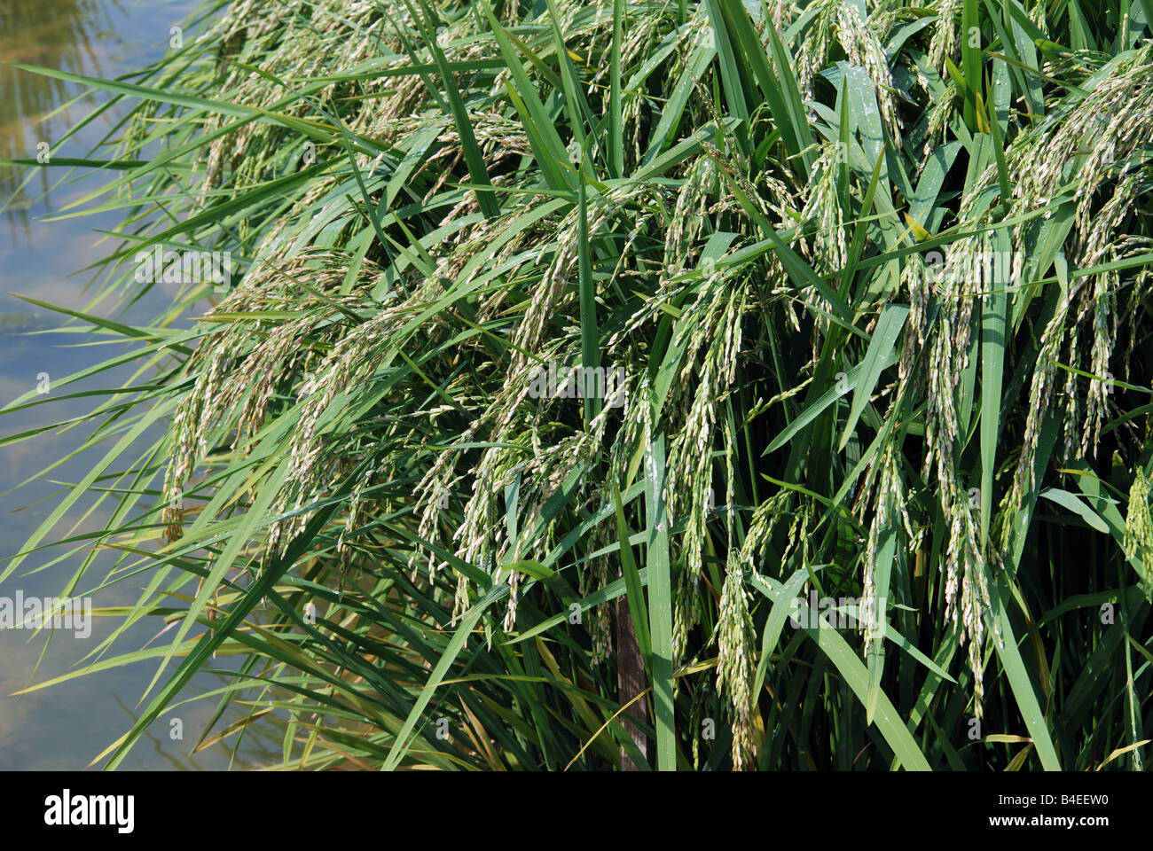 Rice grains on paddy plants closeup Stock Photo - Alamy