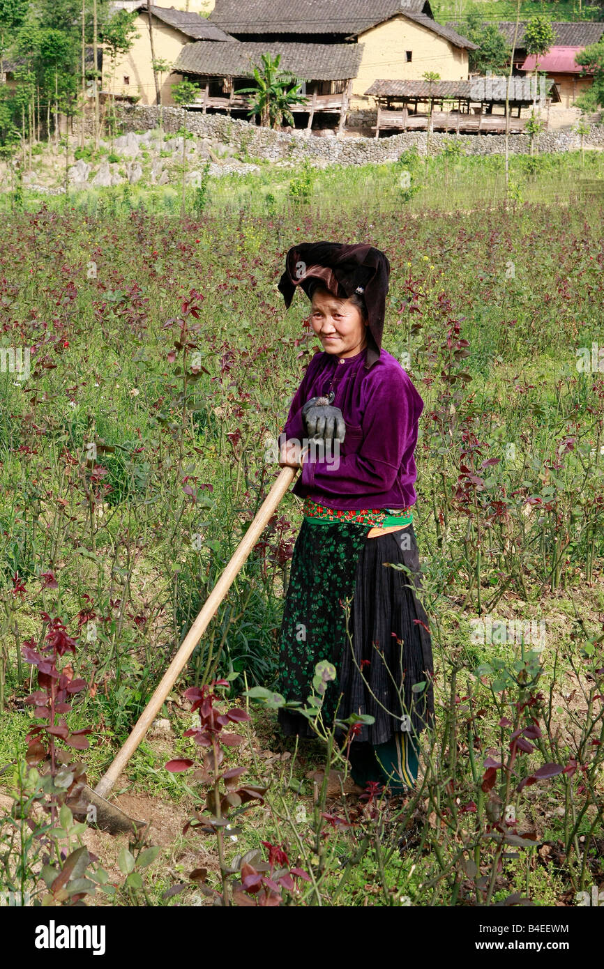 White Hmong tribeswoman working in the fields at the village of Pho ...