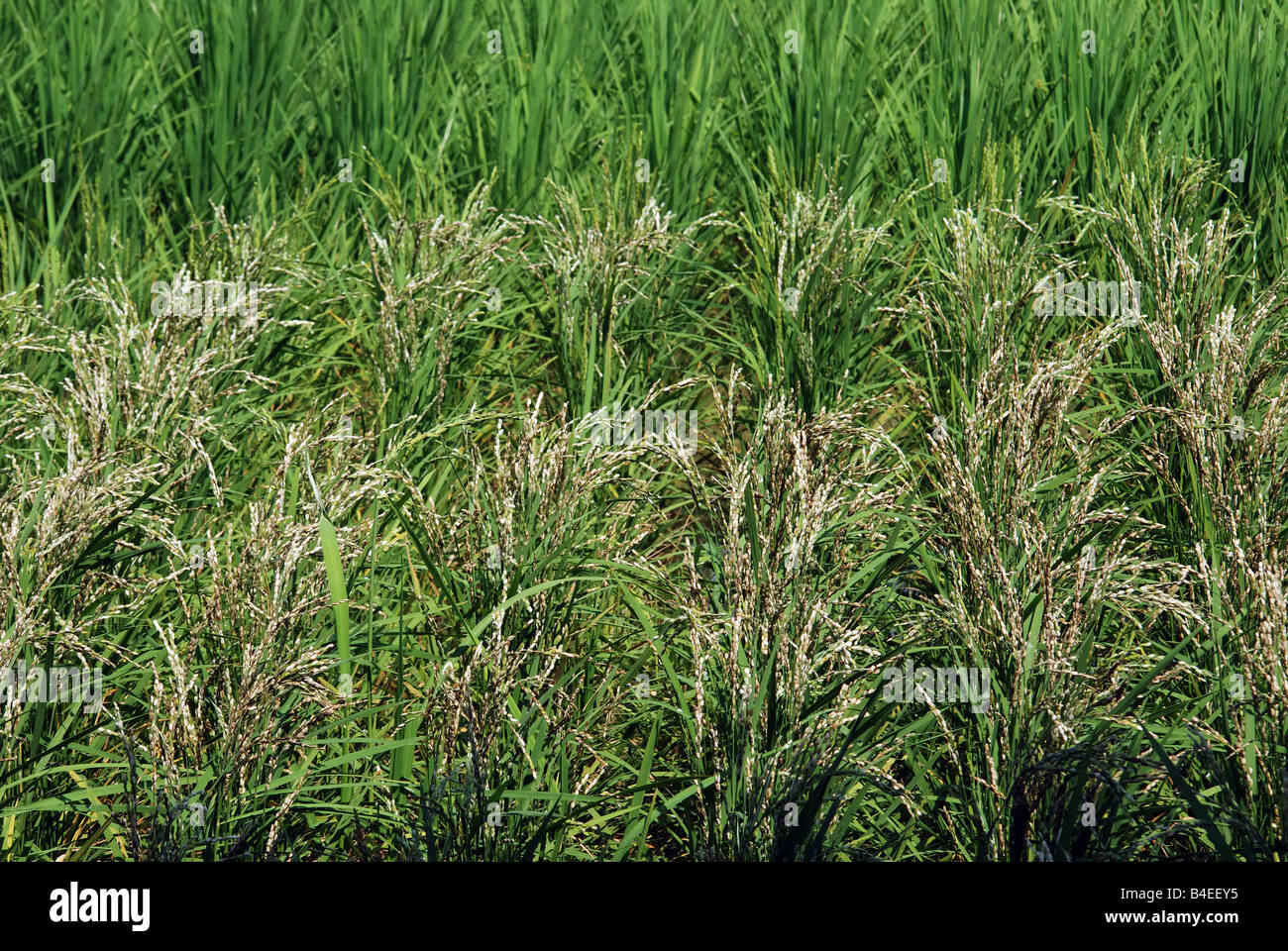 Rice grains on rice plant closeup Stock Photo - Alamy