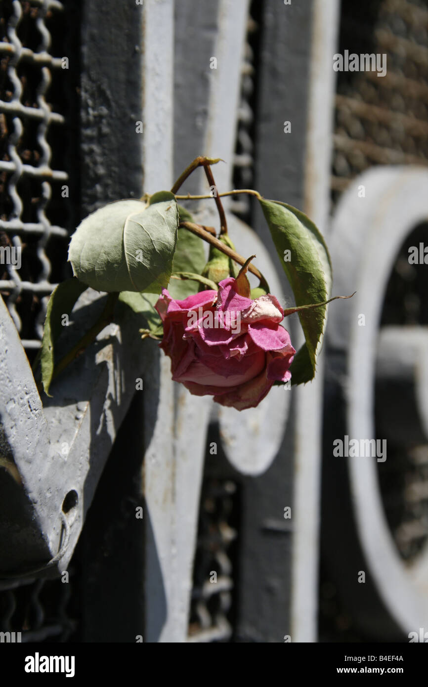 Rose bud to the left hi-res stock photography and images - Alamy
