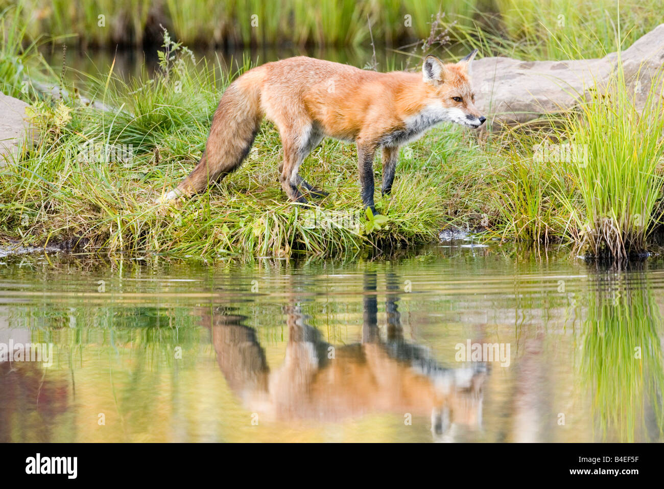 Red Fox Vulpes fulva Sandstone Pine County Minnesota United States 29 ...