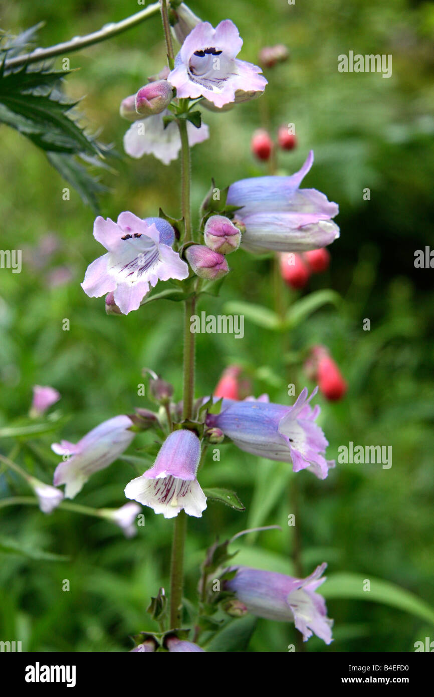 Blue penstemon hi-res stock photography and images - Alamy