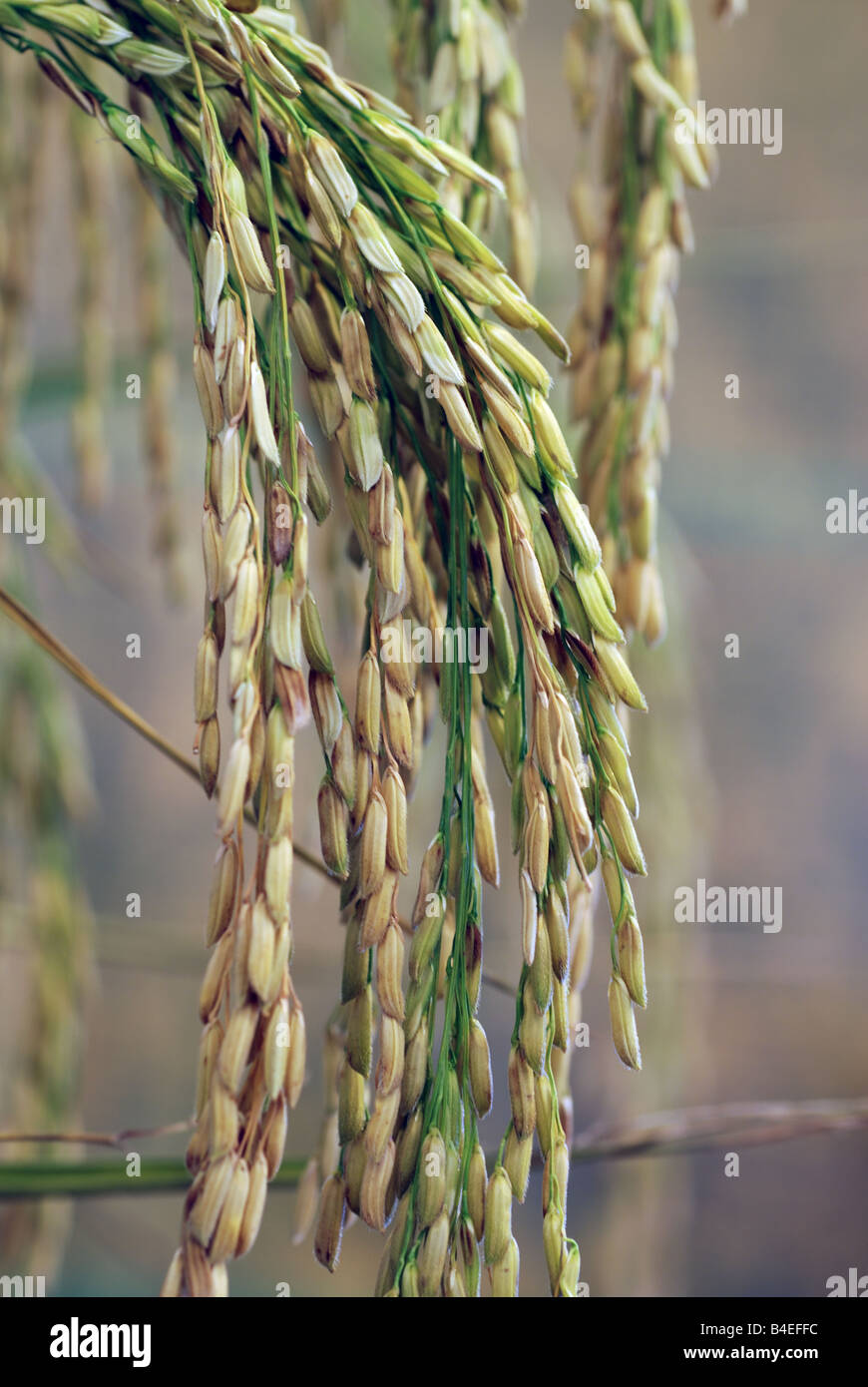 Rice grains on stalk closeup Stock Photo - Alamy