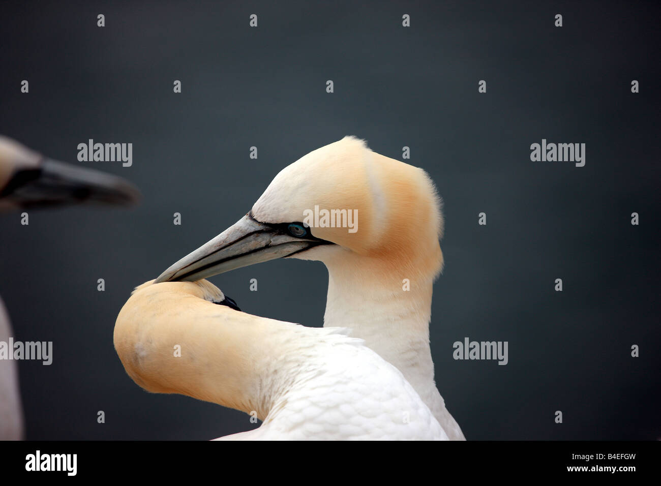 Preening gannet hi-res stock photography and images - Alamy