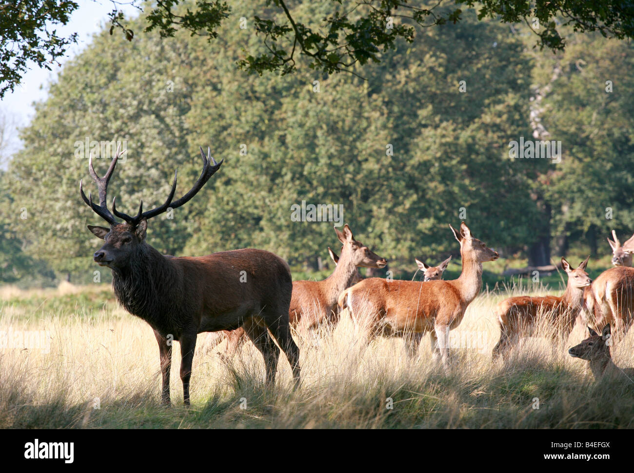 Proud red deer stag lone alpha male stands guard of herd of female ...
