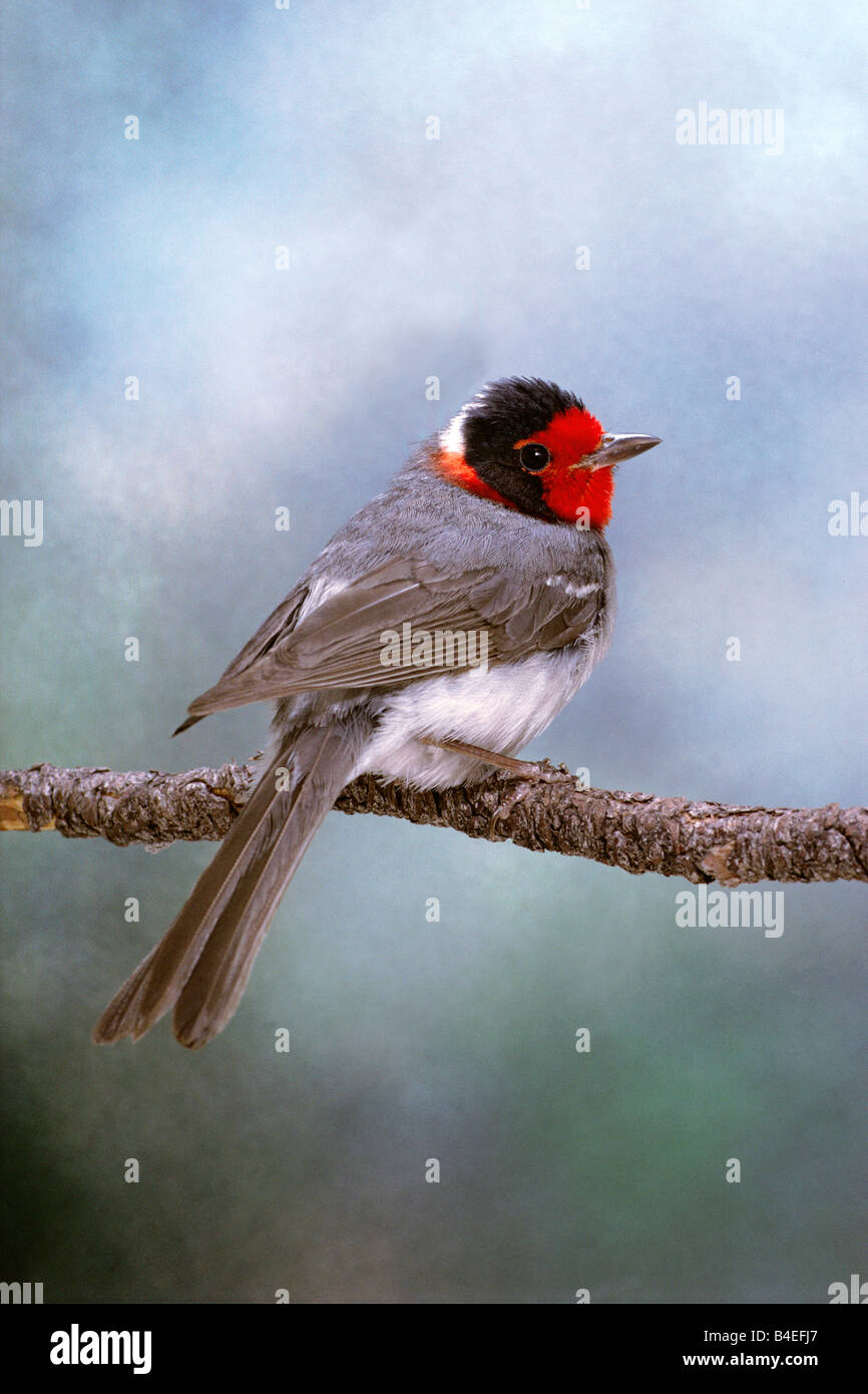 Red faced warbler hi-res stock photography and images - Alamy