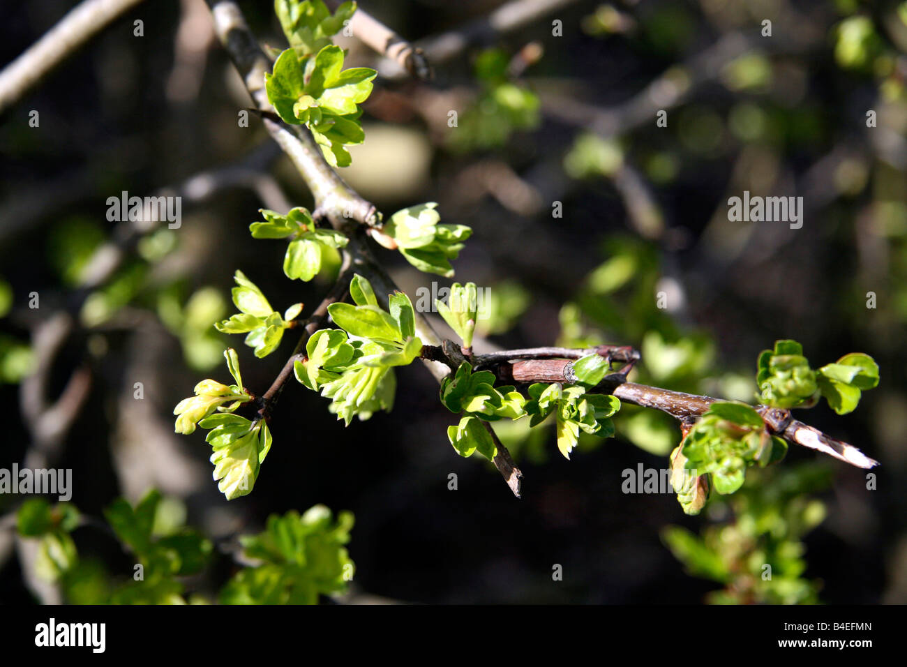 Young hawthorn leaves in spring Stock Photo - Alamy