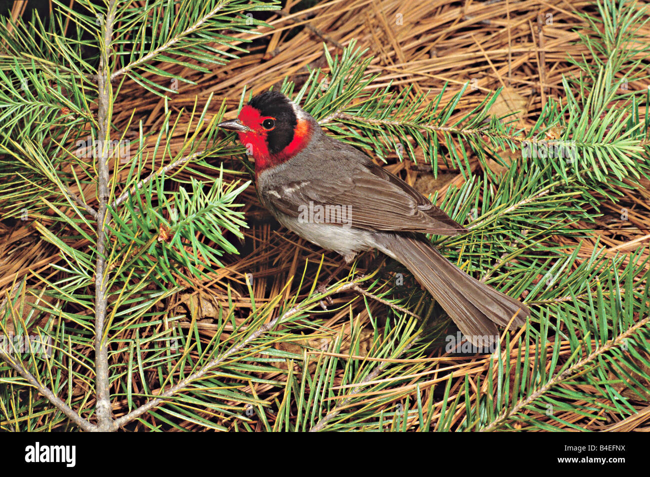 Red-faced Warbler Cardellina rubrifrons Stock Photo - Alamy