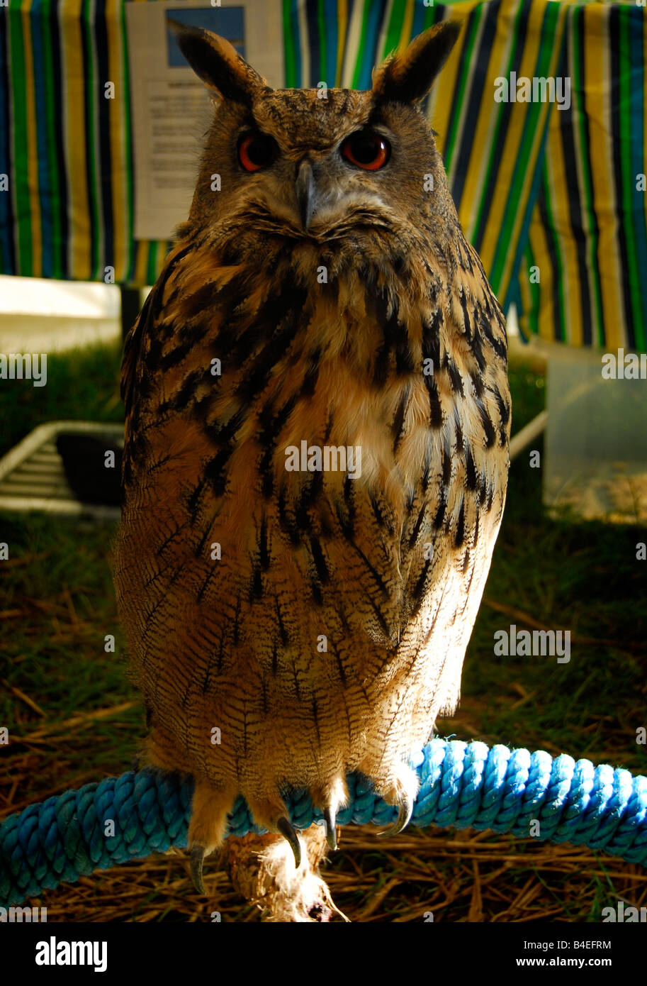Owl bird hi-res stock photography and images - Alamy