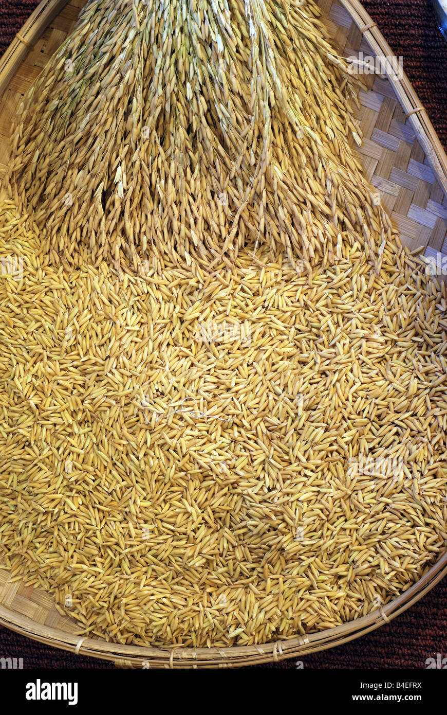 Rice grains in bamboo sieve Stock Photo - Alamy