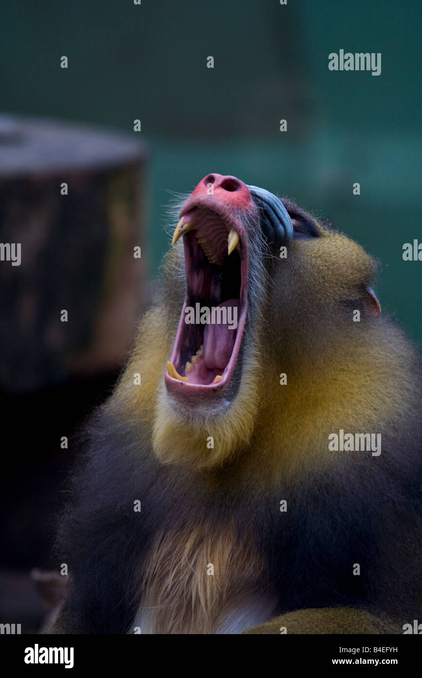 Mandrill hi-res stock photography and images - Alamy