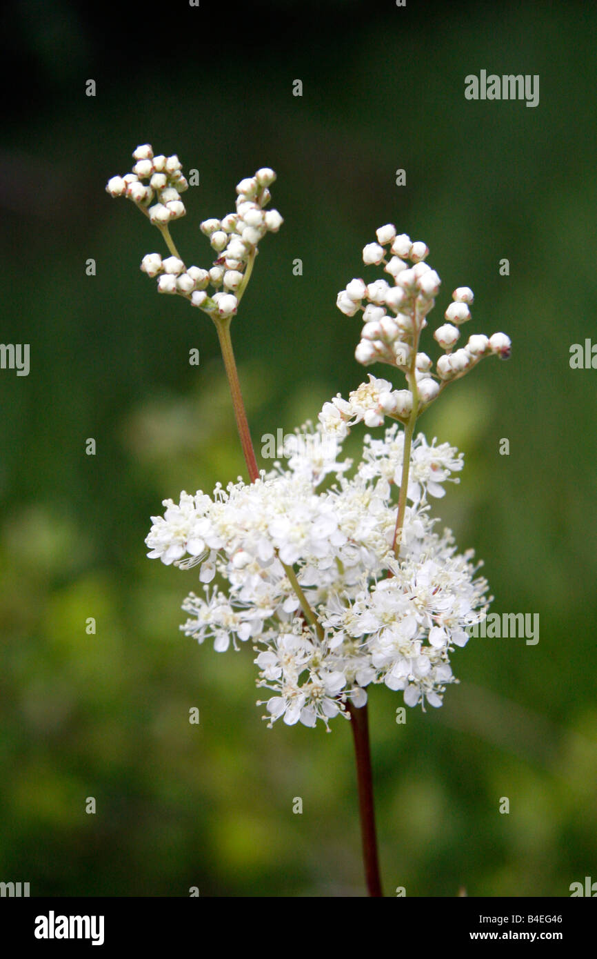 Queen of the meadow hi-res stock photography and images - Alamy
