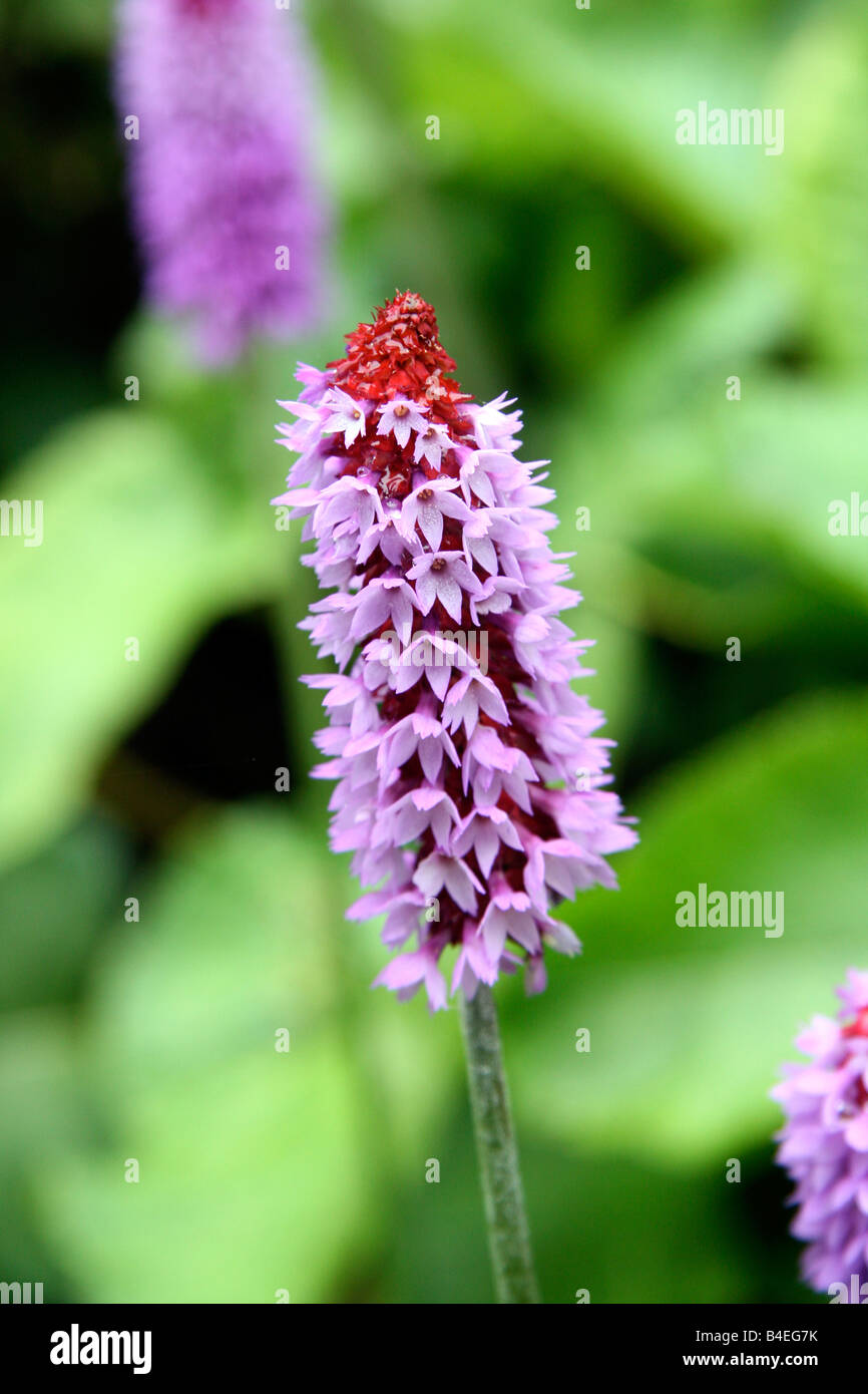 Vialii hi-res stock photography and images - Alamy