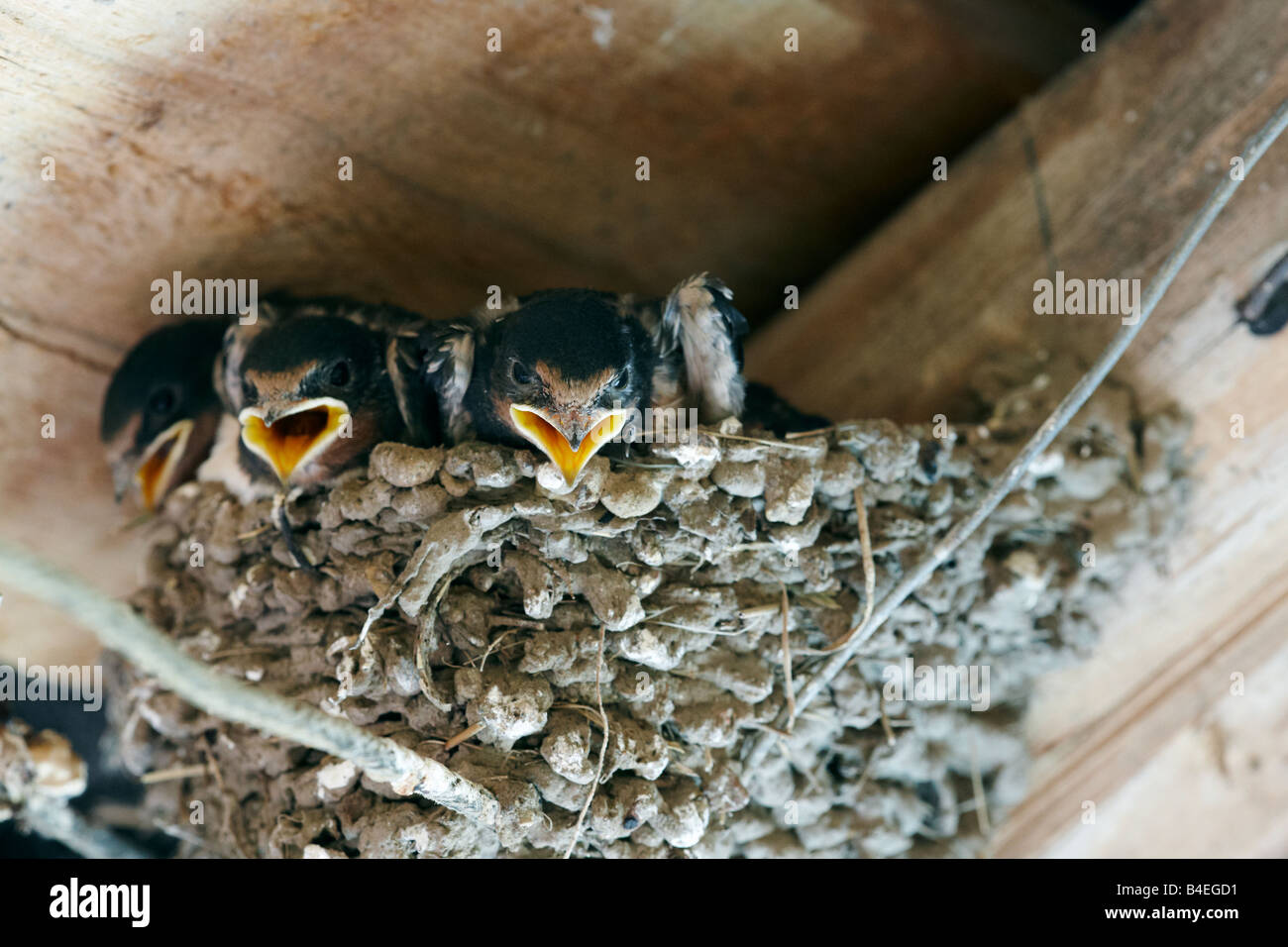 Barn swallow family hi-res stock photography and images - Alamy