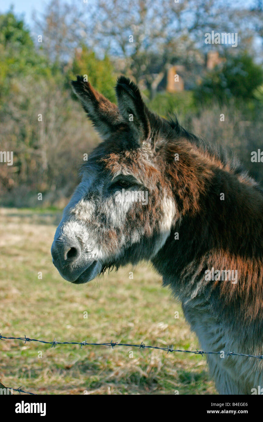 Donkey single adult portrait Taken April Hampshire UK Stock Photo - Alamy