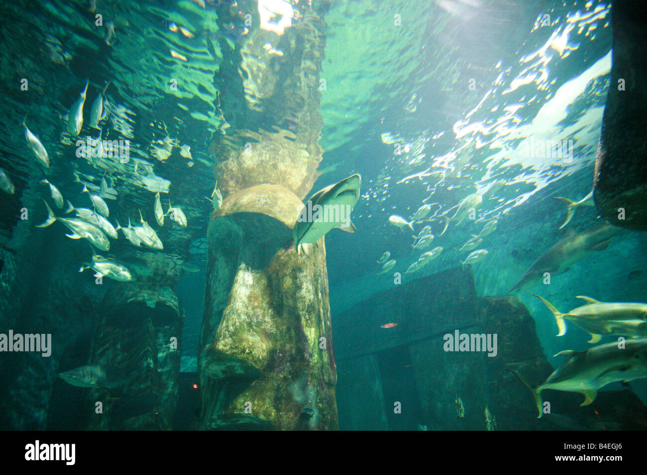 Sabre tooth tiger sharks swimming in giant glass viewing fish tank at ...