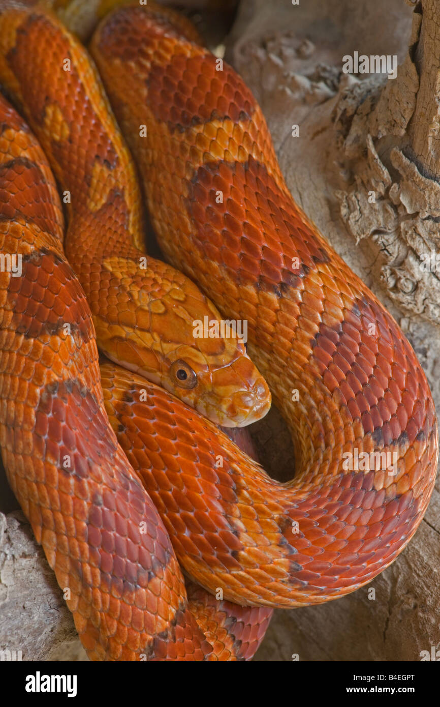 Fluorescent Orange Corn Snake