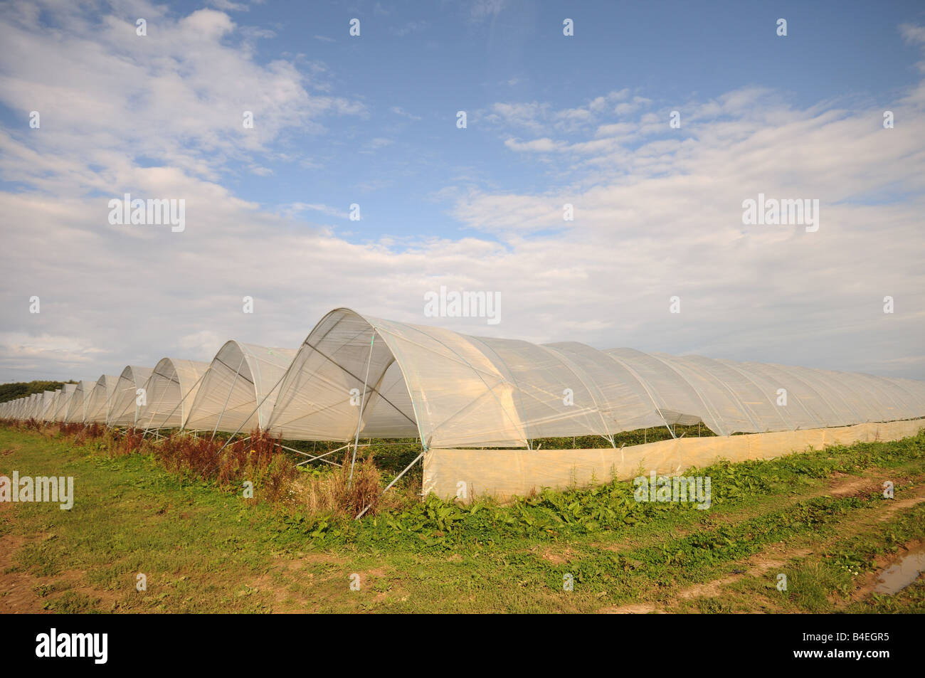 Polly Tunnel Stock Photos & Polly Tunnel Stock Images - Alamy