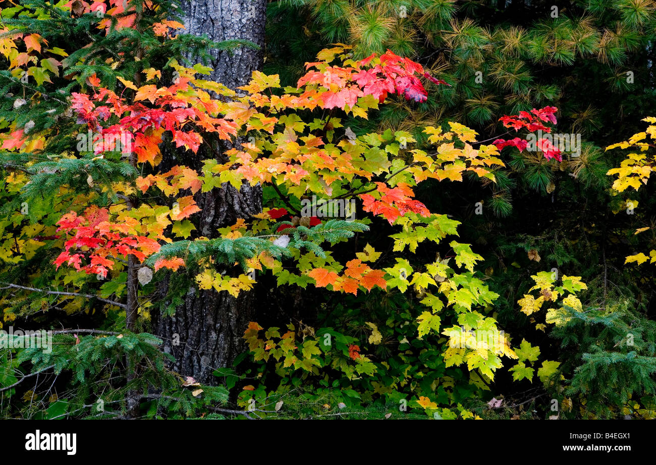 Algonquin park photographs hi-res stock photography and images - Alamy