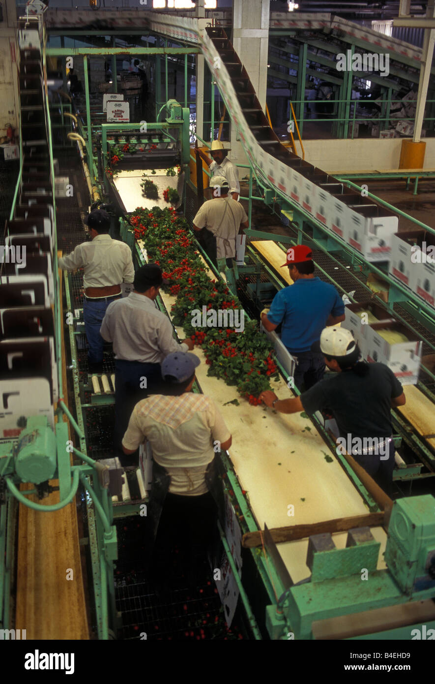 Radish food processing plant Stock Photo - Alamy