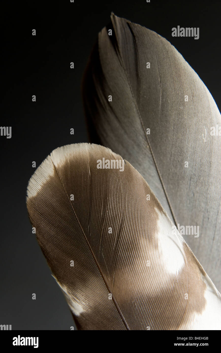 Striped feathers hi-res stock photography and images - Alamy
