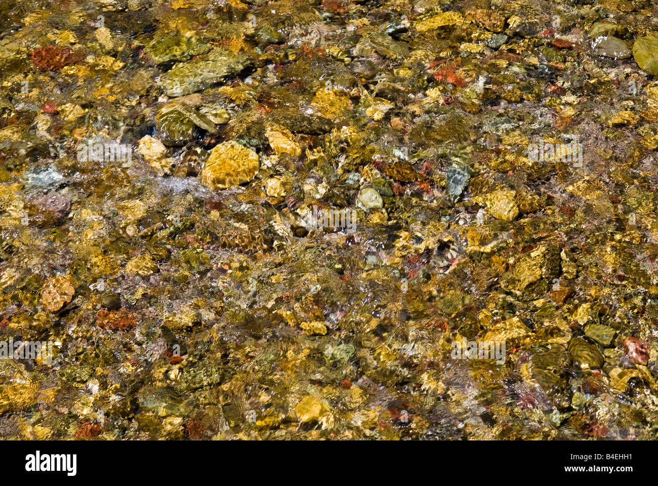 Colorful rocks on bottom of clear stream at Glacier National Park ...