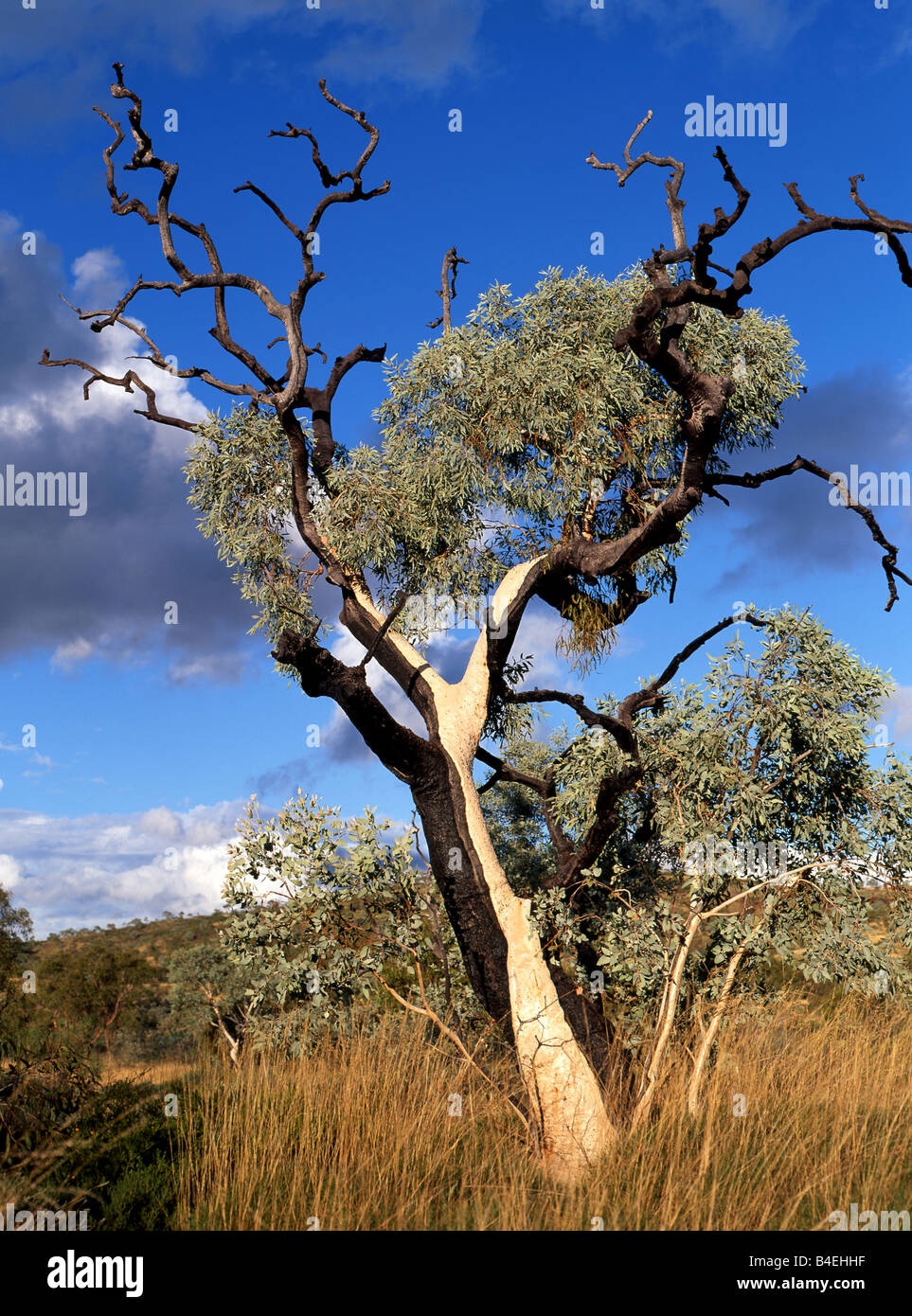 Eucalyptus Gum Tree in Australian outback with blue cloudy sky Stock ...
