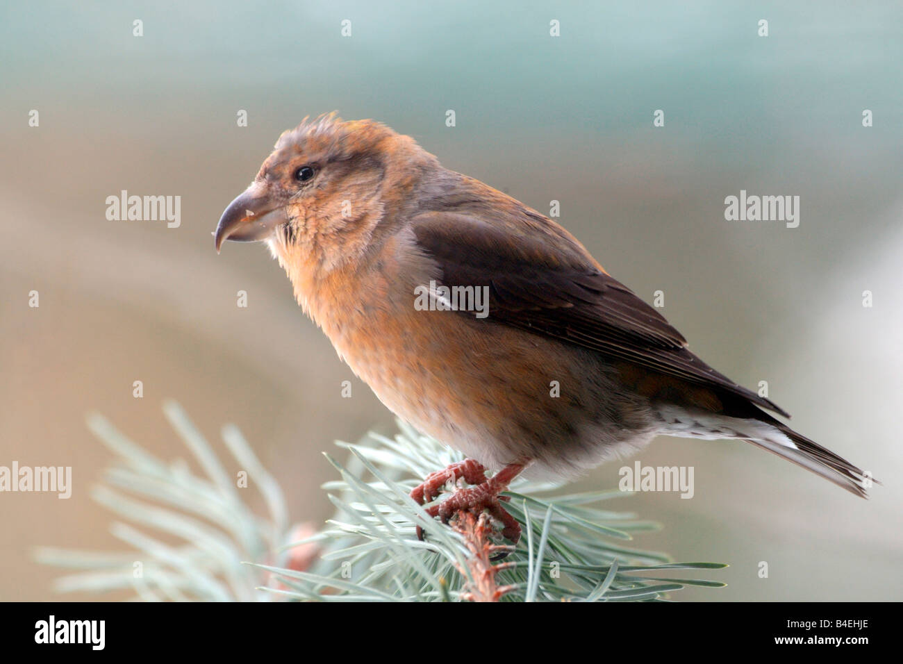 Common Crossbill, Red Crossbill (Loxia curvirostra), male perched on coniferous twig Stock Photo ...