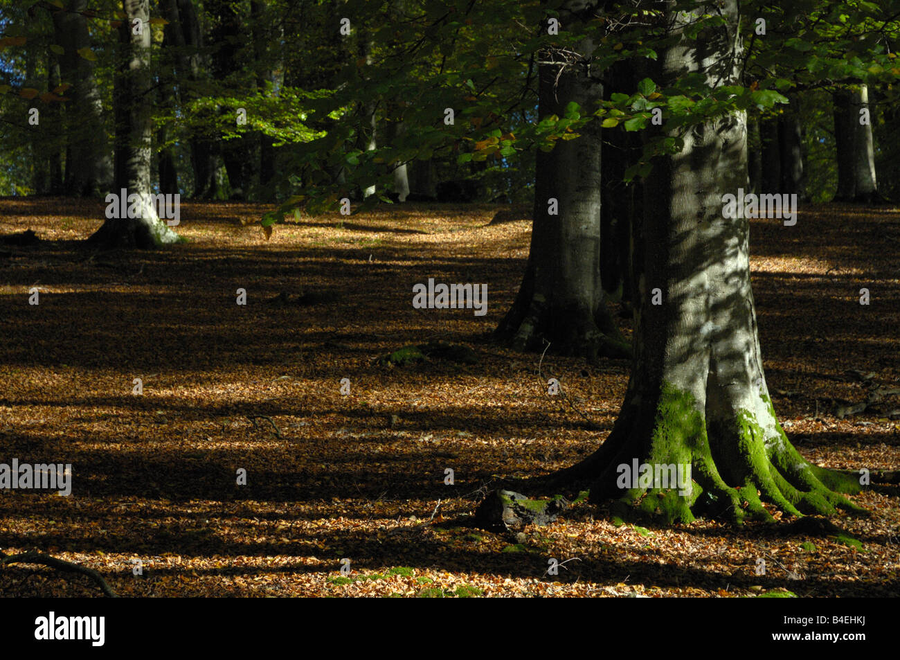 Beech wood landscape in autumn Stock Photo - Alamy