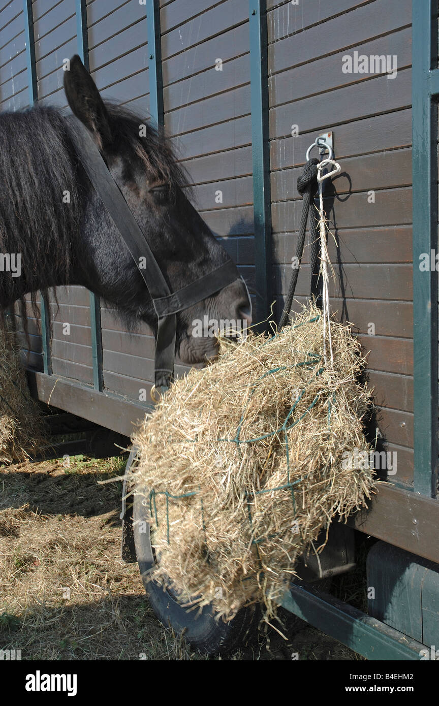 Horse eating hay Stock Photo - Alamy