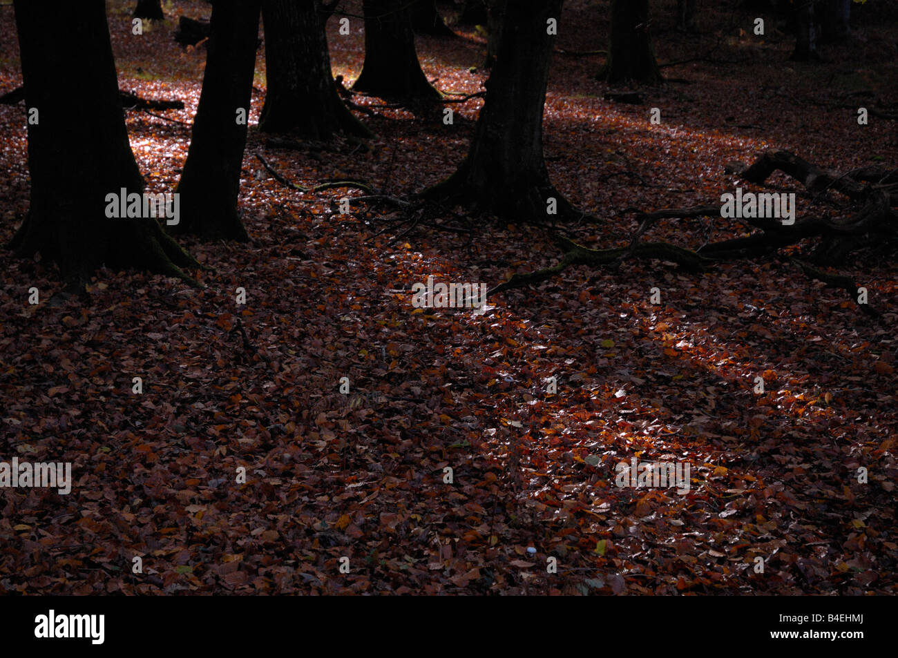 Sun filtering through beech trees in autumn Stock Photo - Alamy