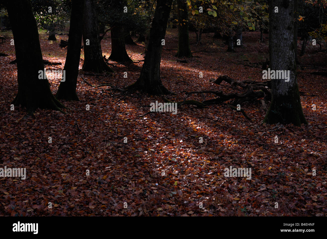Sun filtering through beech trees in autumn Stock Photo - Alamy