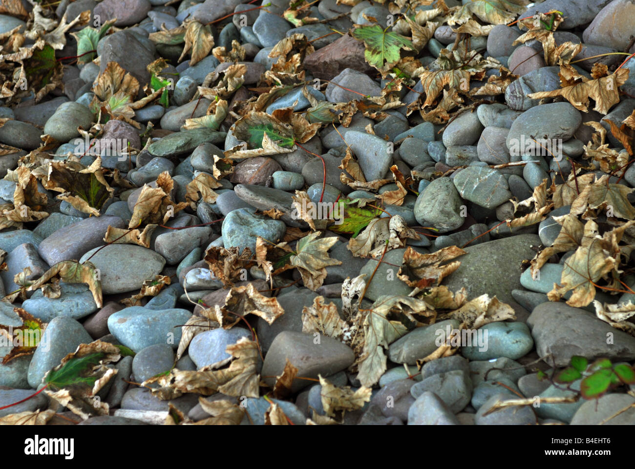 Fallen autumn leaves and pebbles on the beach at Glenthorne near ...