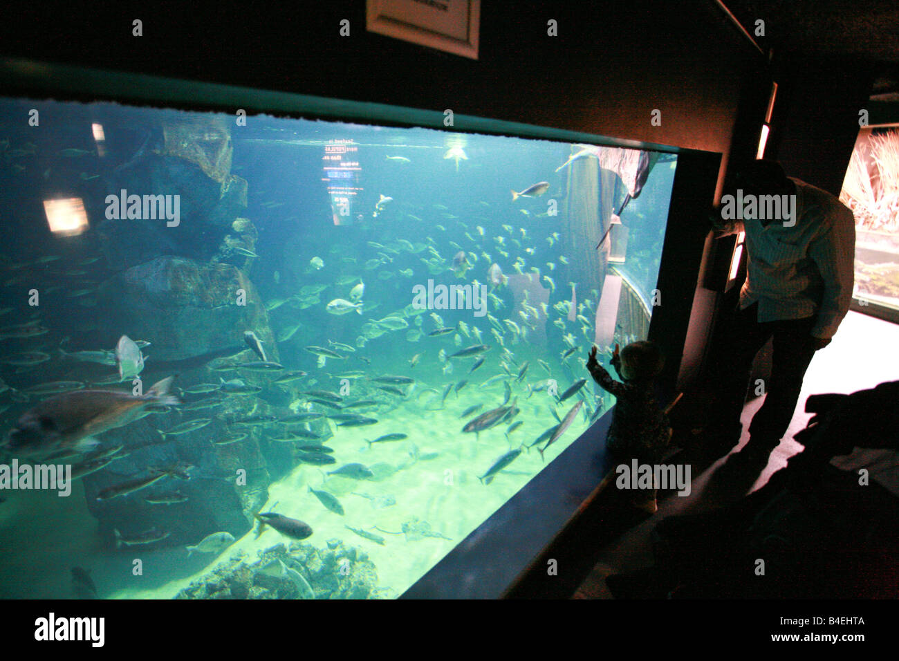 Father and toddler daughter watch the fish swimming in glass viewing ...