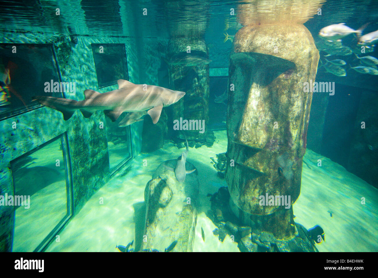 Sabre tooth tiger sharks swimming in giant glass viewing fish tank at ...