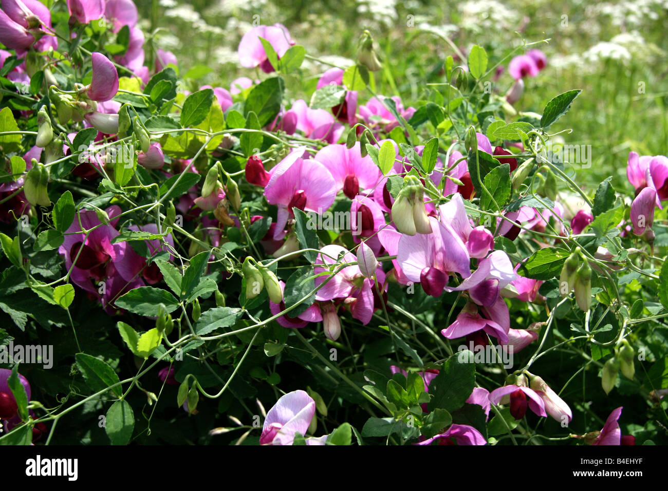 Wild sweet peas Stock Photo - Alamy