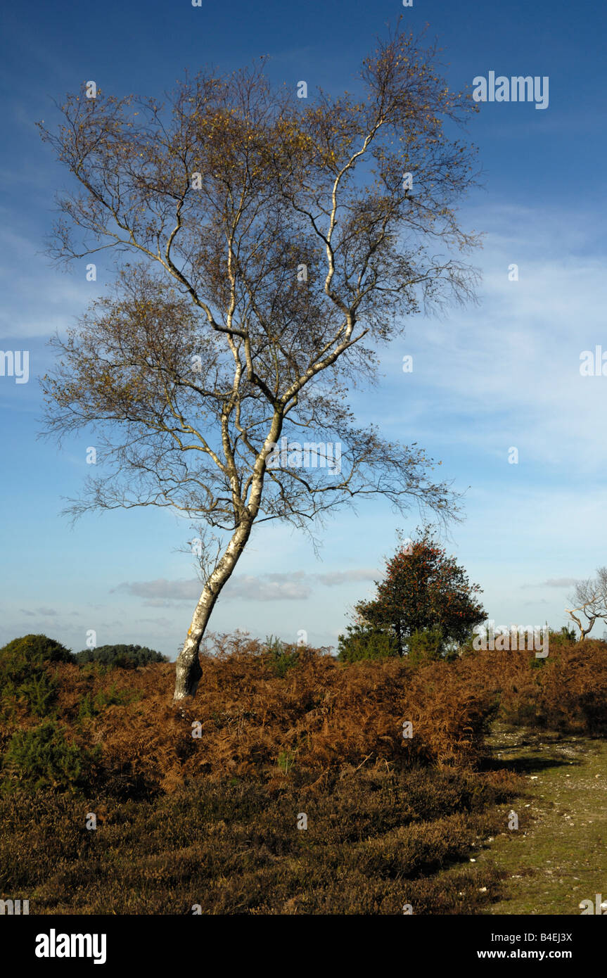 Birch tree in New Forest landscape, with cirrus clouds in autumn ...