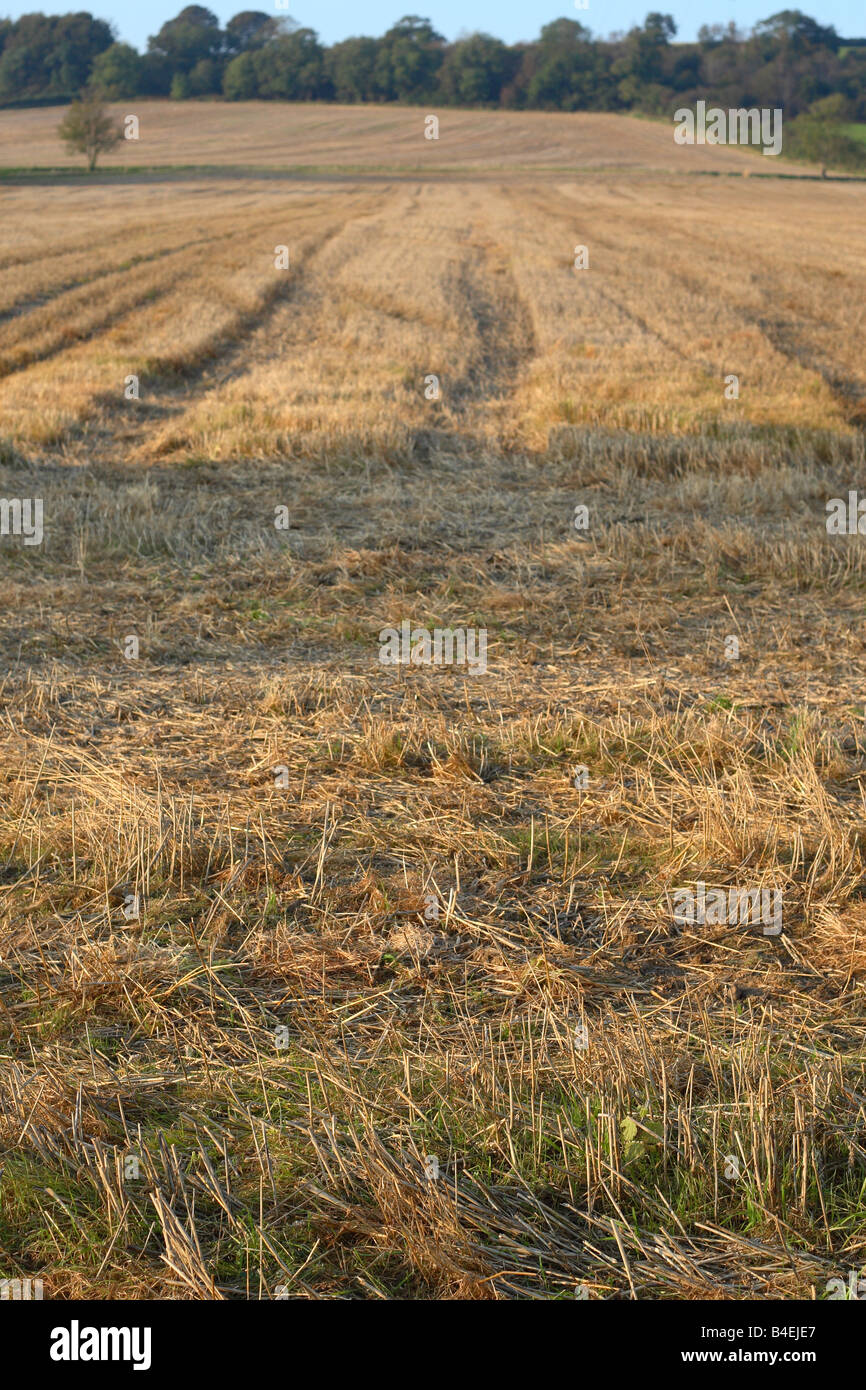 Corn stubble field after the wheat harvest in the evening sun Stock ...