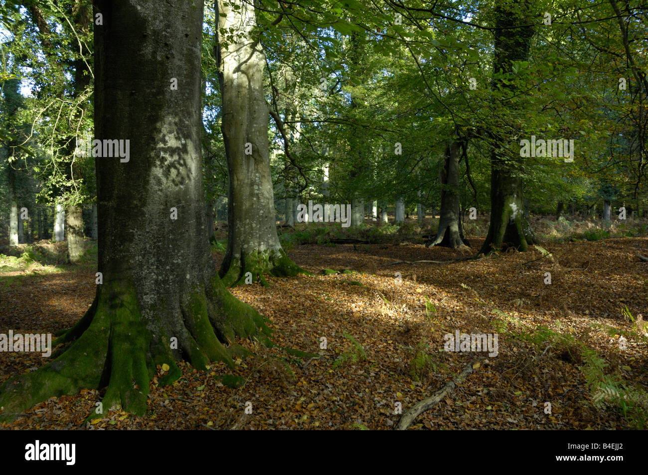 Beech wood landscape in autumn Stock Photo - Alamy