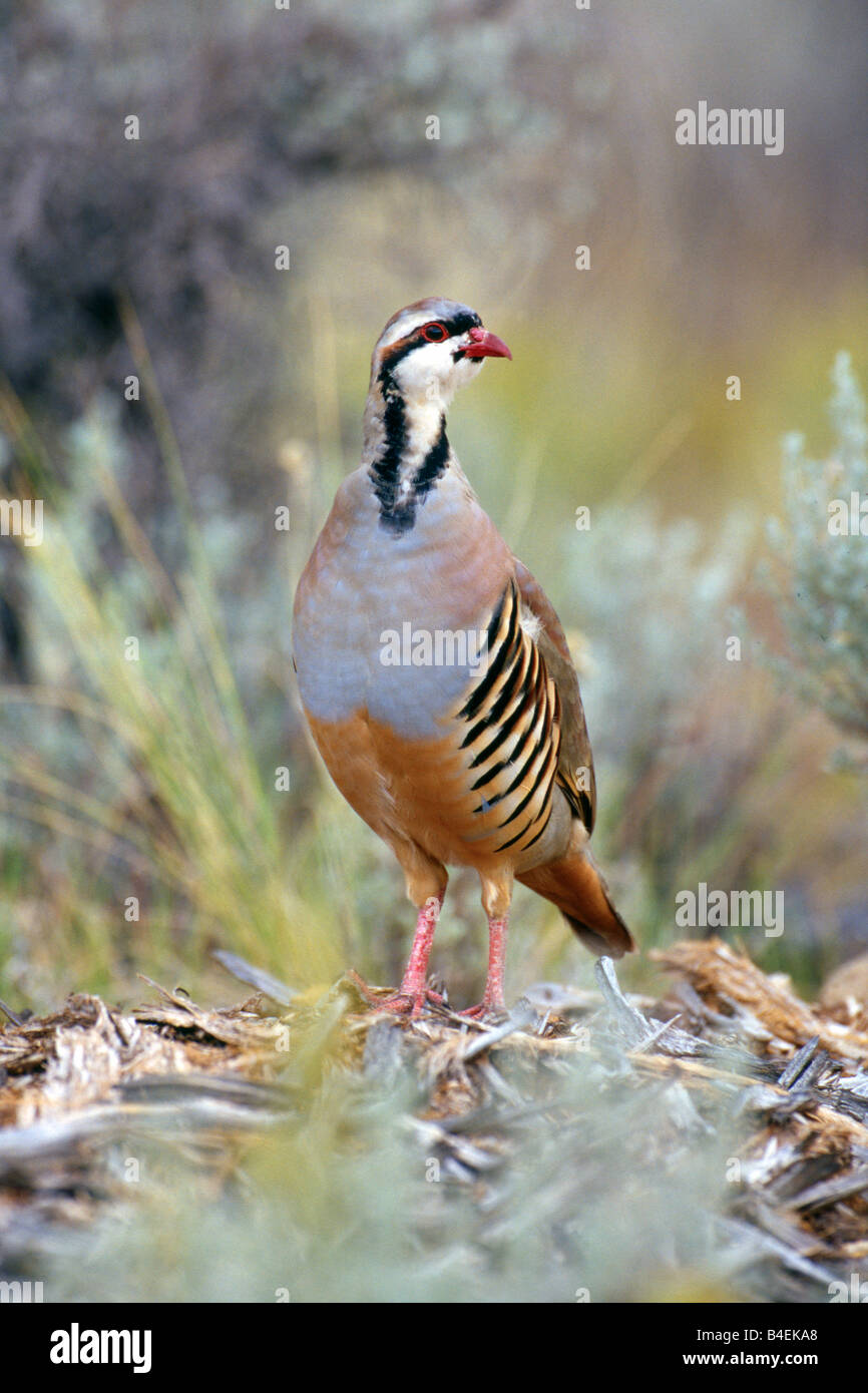 Chukar Partridge (Alectoris chukar Stock Photo - Alamy