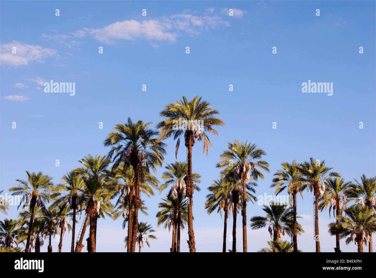 Date farm Indio Coachella Valley California Stock Photo - Alamy