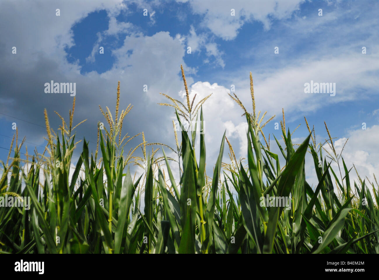 Field of summer corn Stock Photo - Alamy