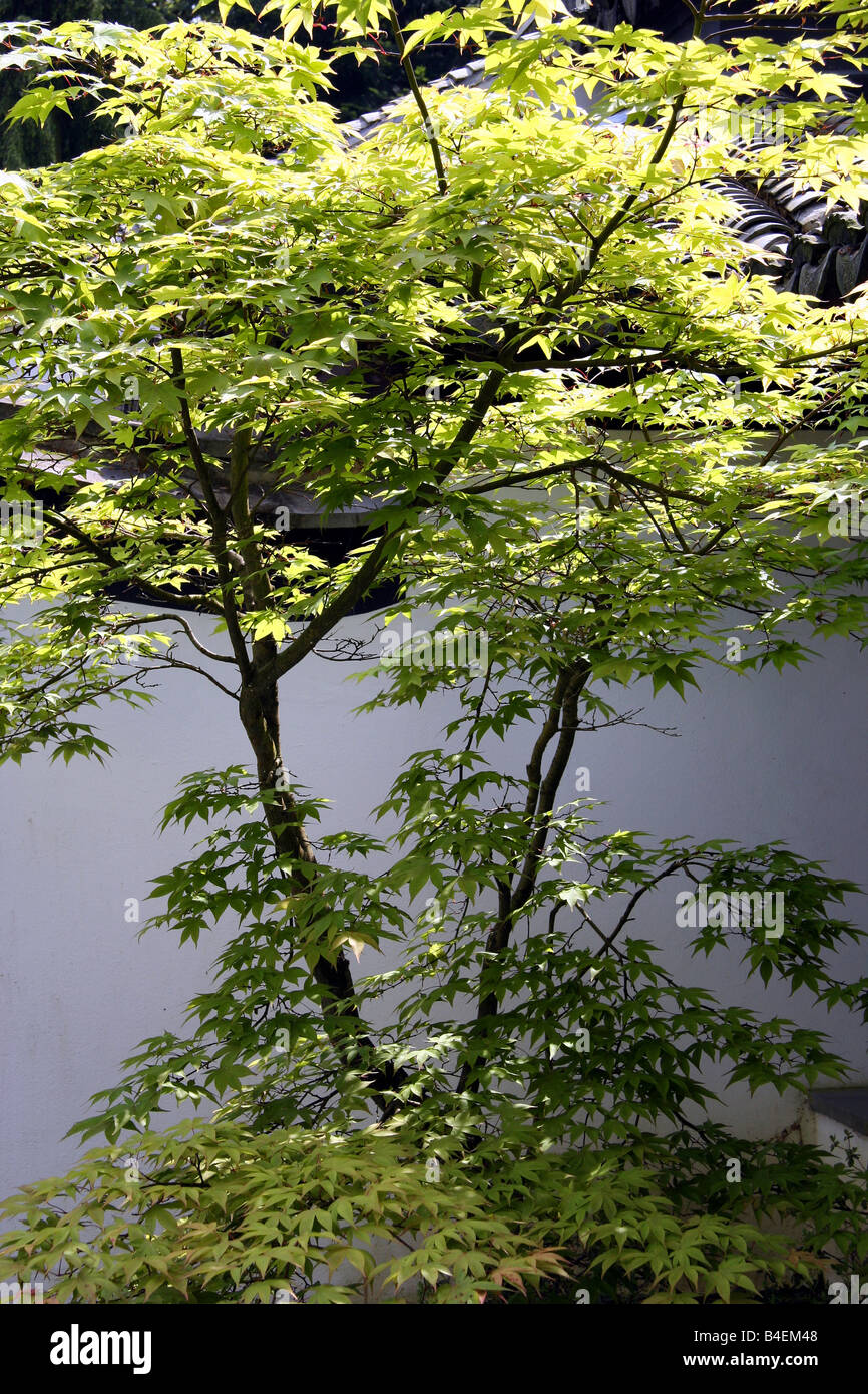 Chinese acer hi-res stock photography and images - Alamy